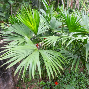 Meu Cantinho Verde: CHAPÉU-DO-PANAMÁ, PAJA TOQUILLA - ( Carludovica ...