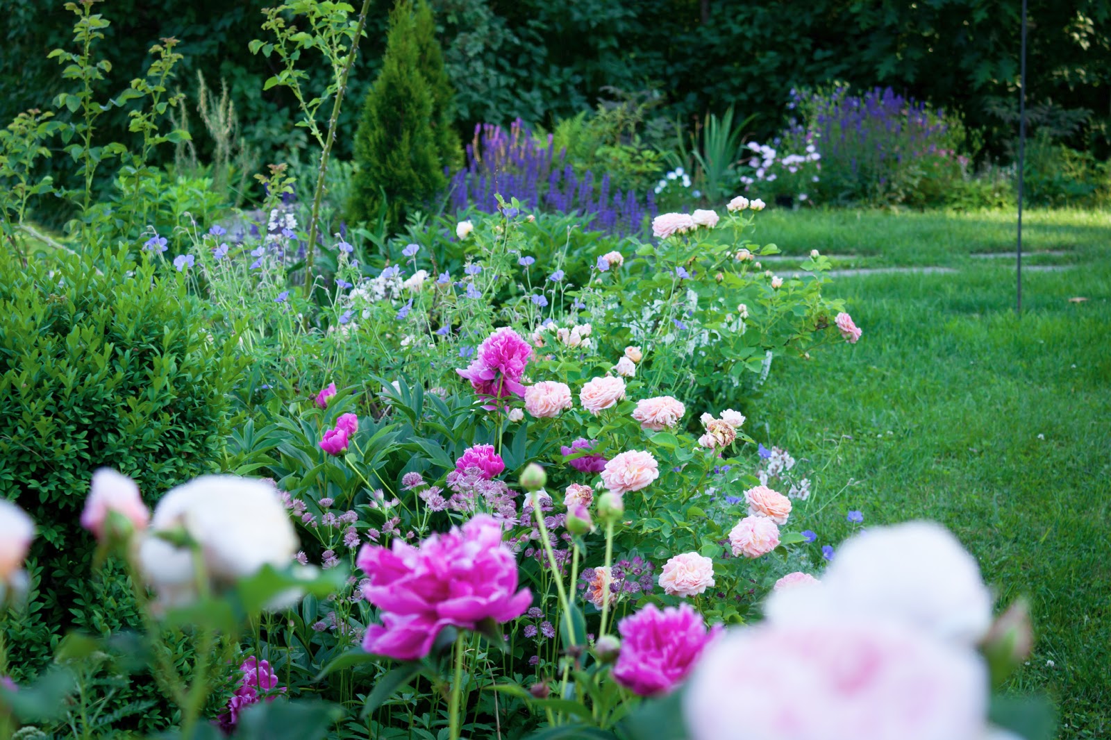 In The Sunny Spot: The Rose Garden