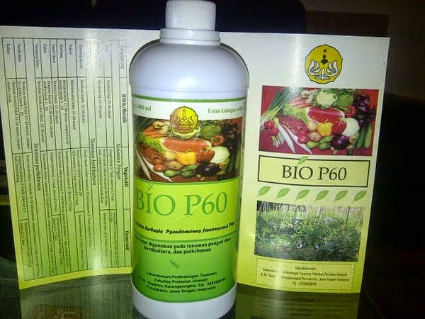 LKM Agribisnis Syariah Desa Lemberang: Memperkuat Benih Padi Gogo ...