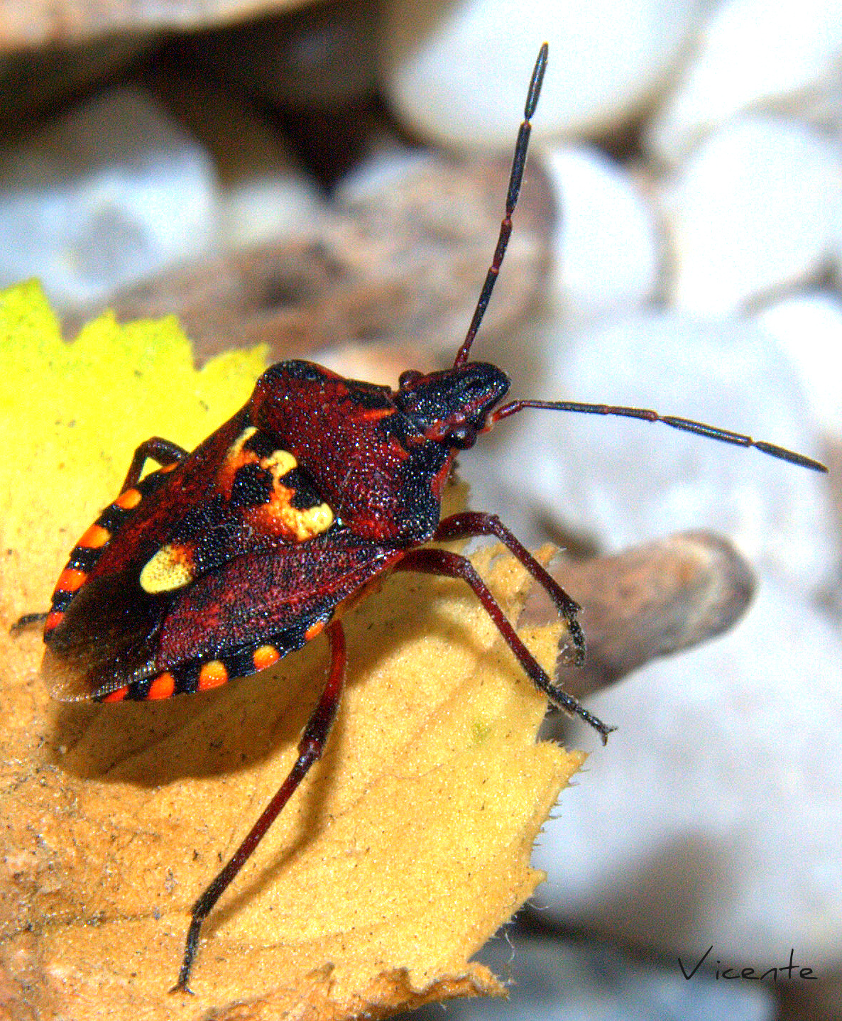 fotografia: chinches