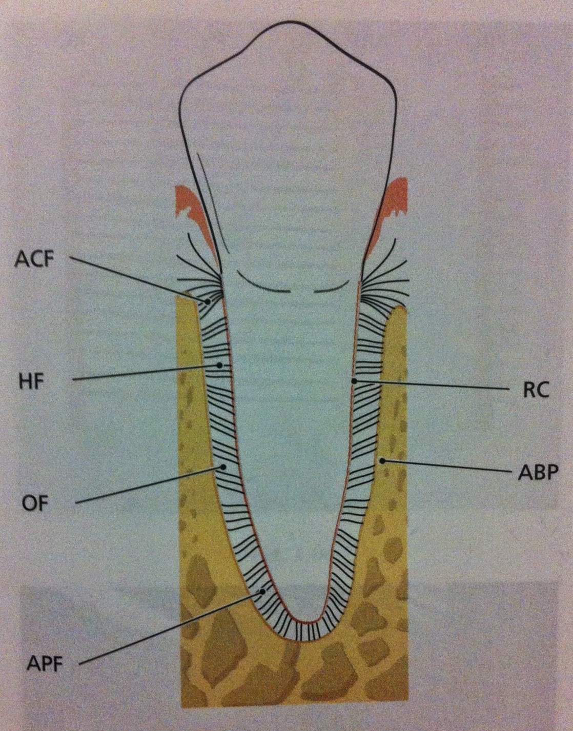 ODONTOLOGIA: ANATOMIA DO PERIODONTO