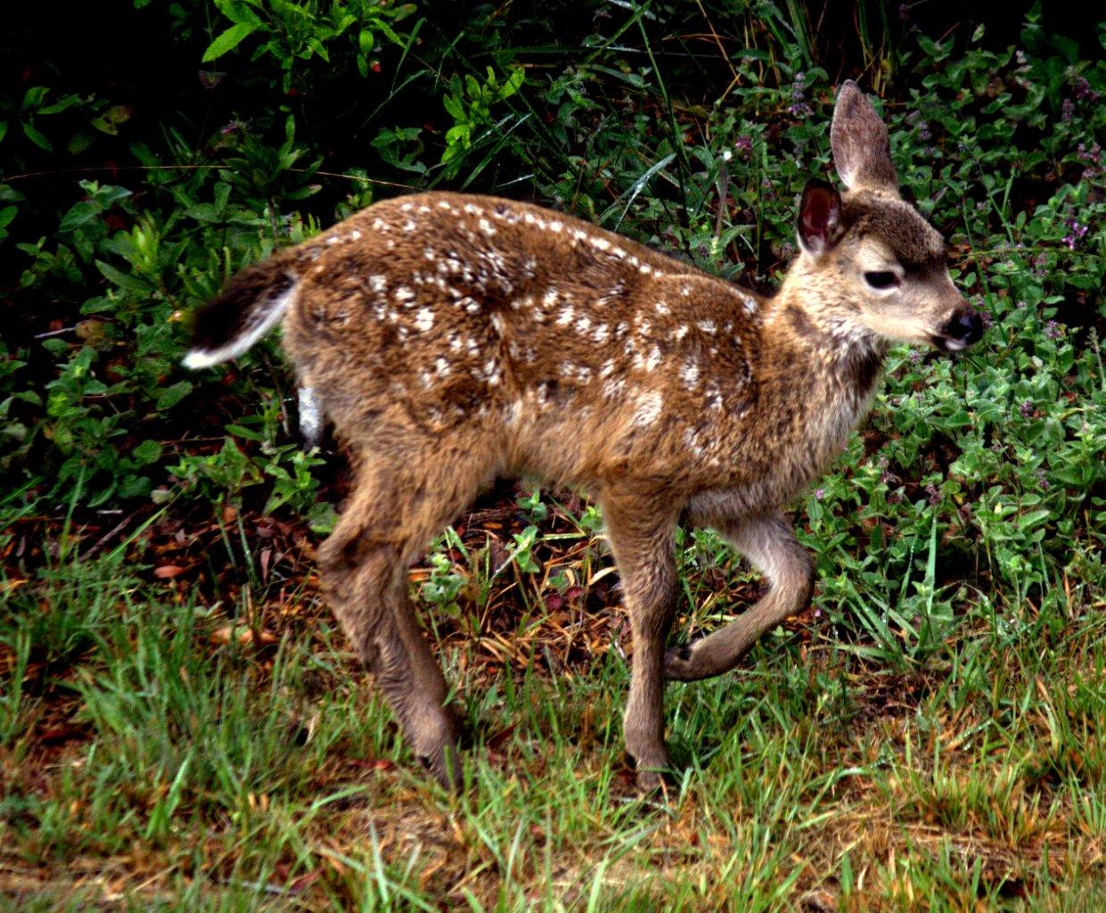 Mendonoma Sightings: Fawns, the essence of cute, as photographed by ...