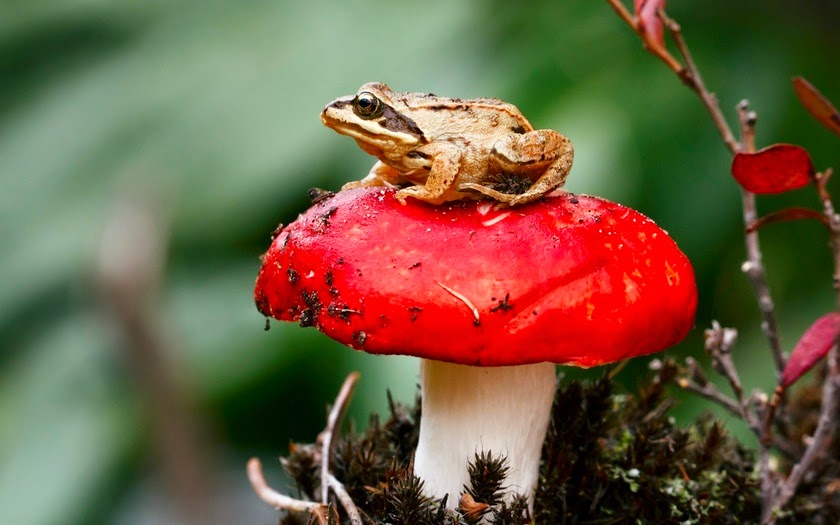 Fotos de bellos hongos coloridos - Fotos Bonitas de Amor | Imágenes ...