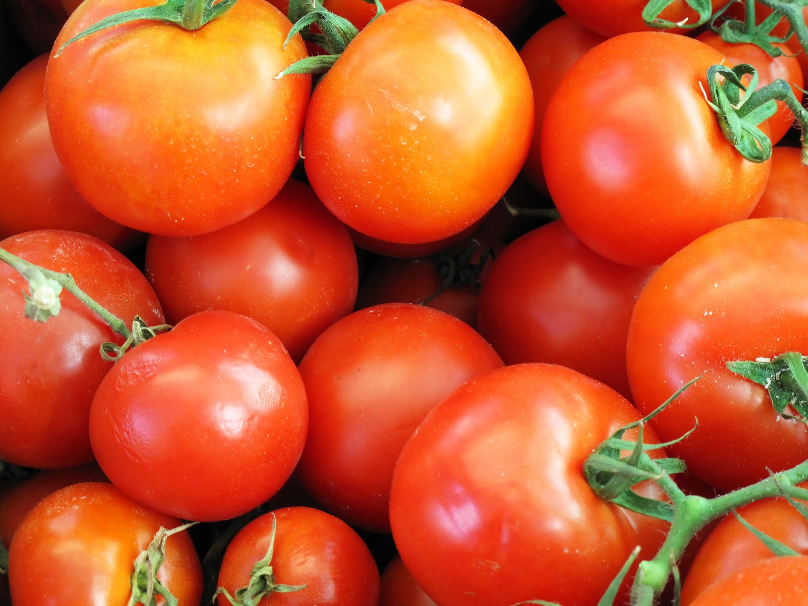 Growing tomatoes in your garden - Completehome