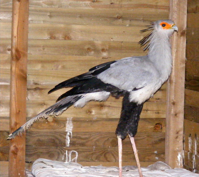 Secretarybird | The Life of Animals
