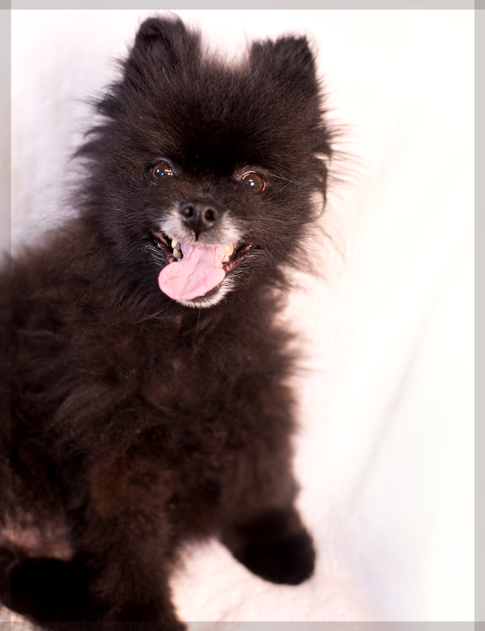 Black Pomeranian Mix