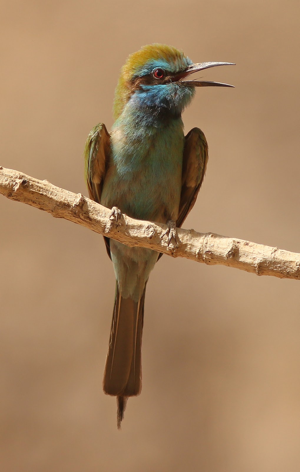 Mark James Pearson: Israel, March '18 - Arabian Green Bee-eaters