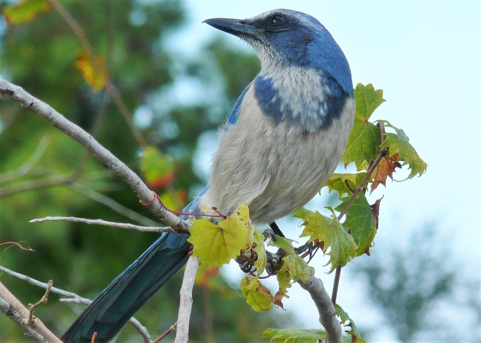 Florida Suncoast Birding: Birds and Wildlife Special to Southwest Florida