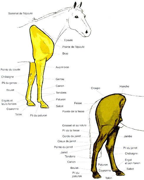 Le cheval, plus qu'une passion : Les anatomies , les muscles et le ...