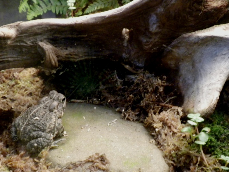 The Zoo Review: FrogWatch USA