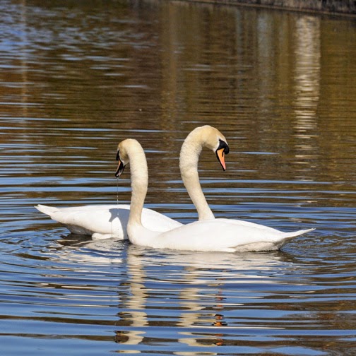 British Birds: Mute Swans Mating Ritual
