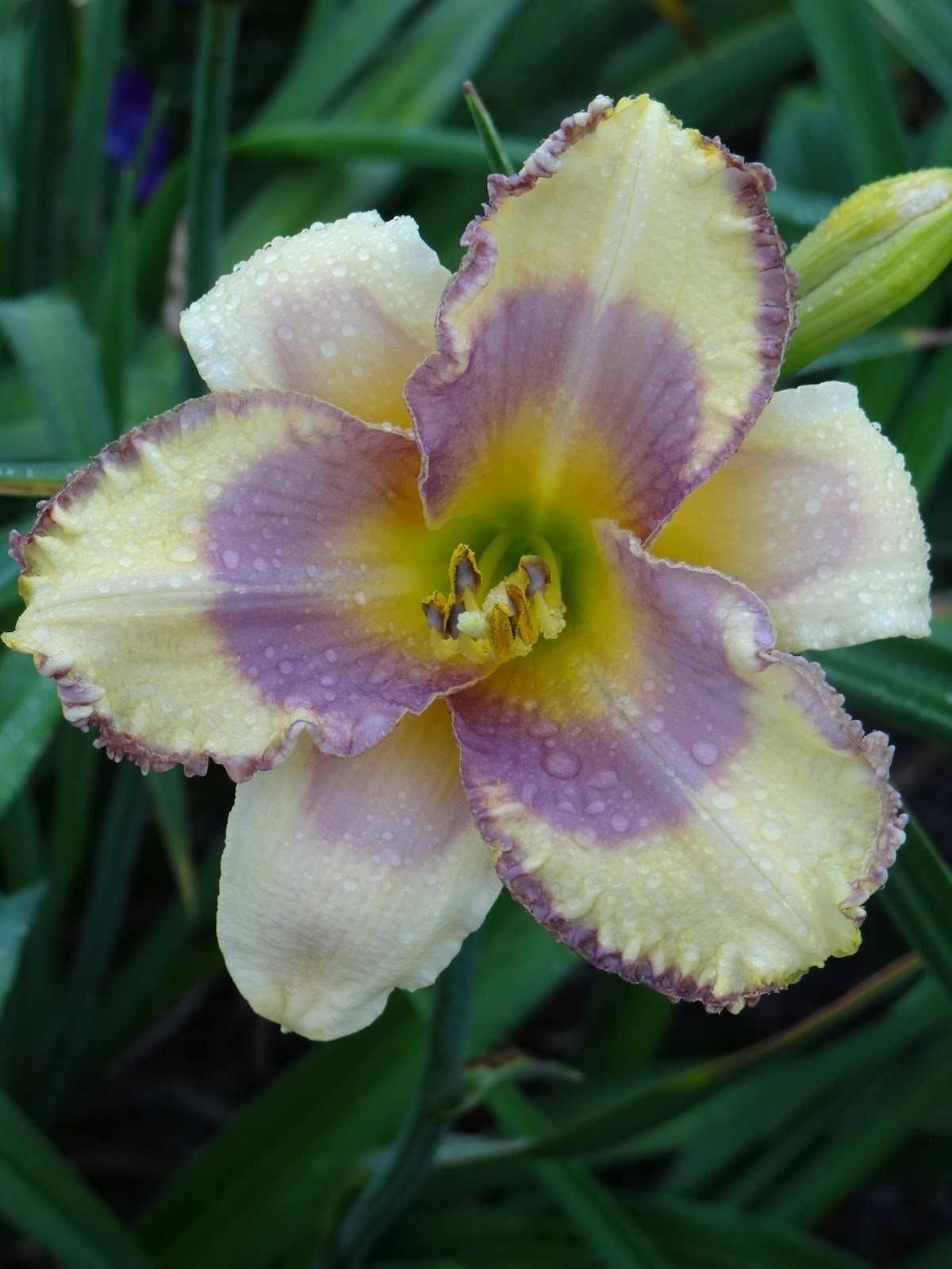1000+ images about Daylily on Pinterest | Day Lilies, Daylily Garden ...