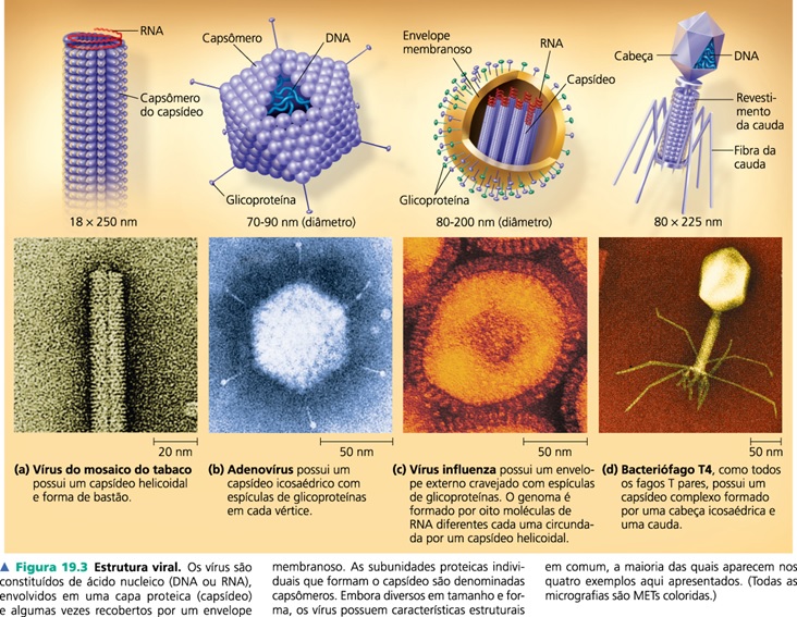 a tricolina biologa: Virus