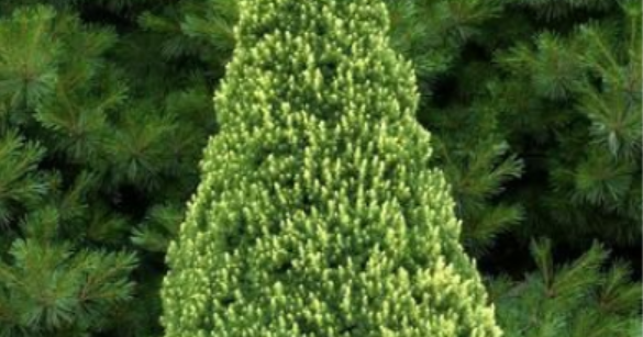 Farmers Know Best: Alberta Plant Hardiness Climate Zones