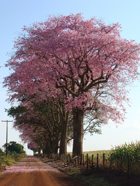 MyBonsai - PAINEIRA - CEIBA SPECIOSA