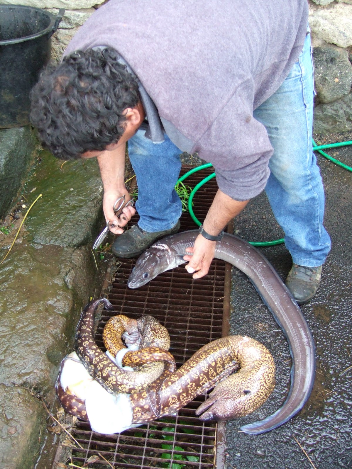 pantelleria - trekking - wandern: Fische/Pesci