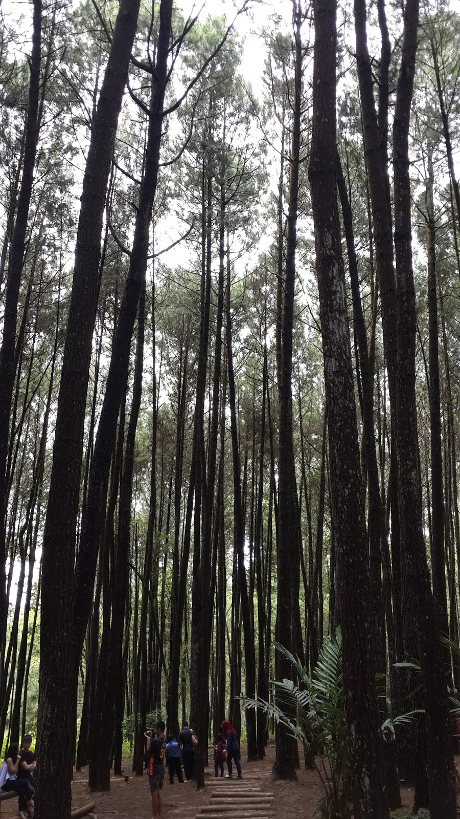 Liburan ke Jogja Part 2: Kebun Buah Mangunan - Hutan Pinus Imogiri ...