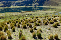 PLAAN : ICHU - Stipa ichu