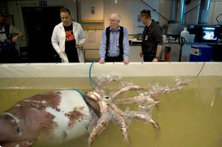 Artes de Pesca: VAMOS A PESCAR CALAMAR GIGANTE Y EL COLOSAL