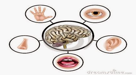 PIBID e o Ensino de Química: Sensações: informações do mundo ...
