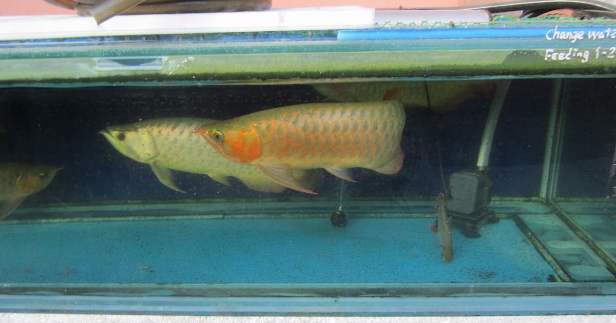 Arowana Keeping & Breeding in Aquarium: HENGKI Red Arowana (Growth Record)