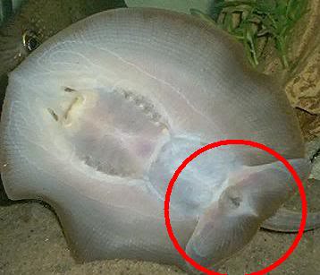 Filo cordados: peixes condrictes e osteíctes. | Biologia: A ciência da vida