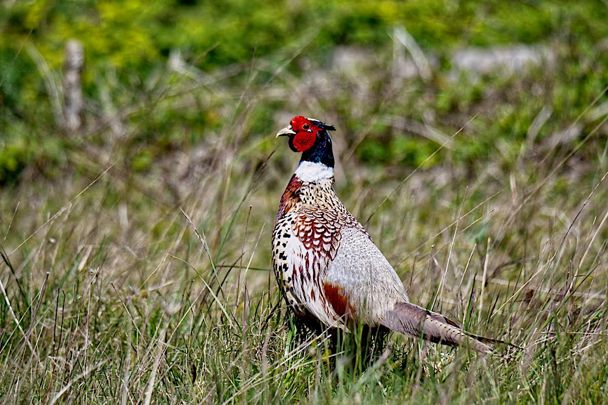 Roy's Nature Logbook: Mule Sheep