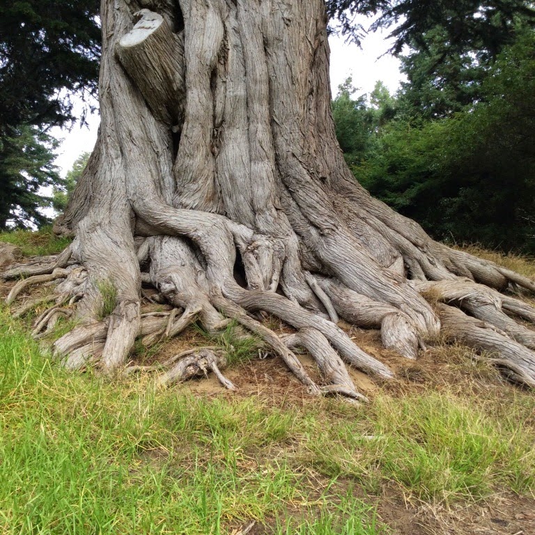 Spice of Life!: Roots