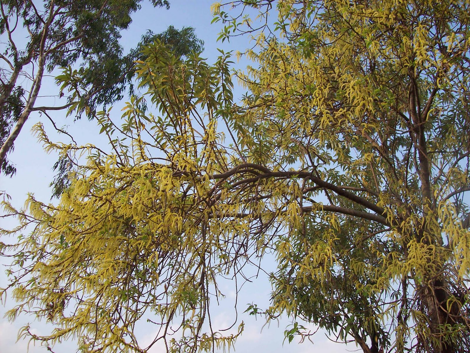 gardentropics: Skywatch Friday