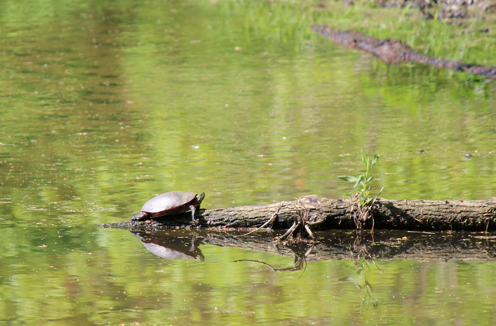 Turtle On A Log