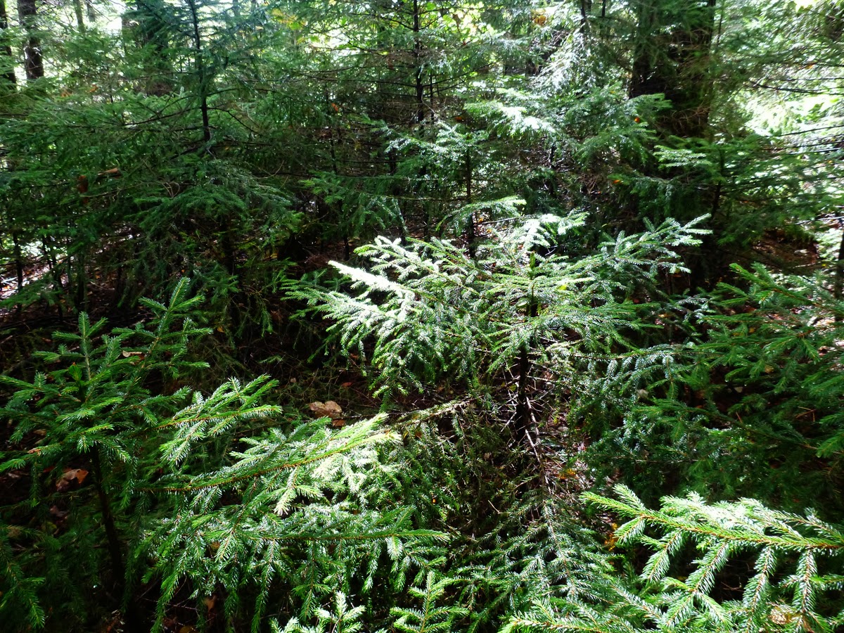 White Mountain Sojourn: 9-22-13 Old Growth Red Spruce in the Whiteface ...