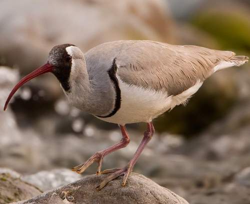 Ibisbill photos | Birds of India | Bird World
