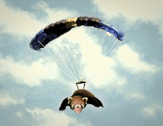 Nic Cage as Everyone: Nic Cage as Skydiving Red Panda