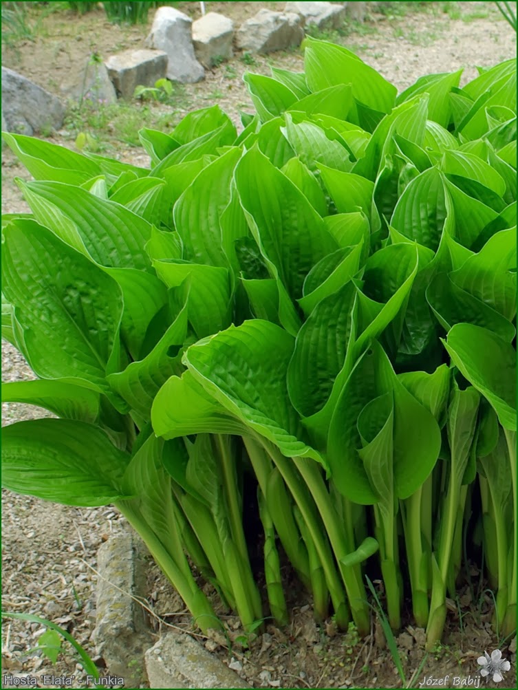 Plant Gallery - Encyklopedia Roślin: Hosta 'Elata' - Funkia 'Elata'