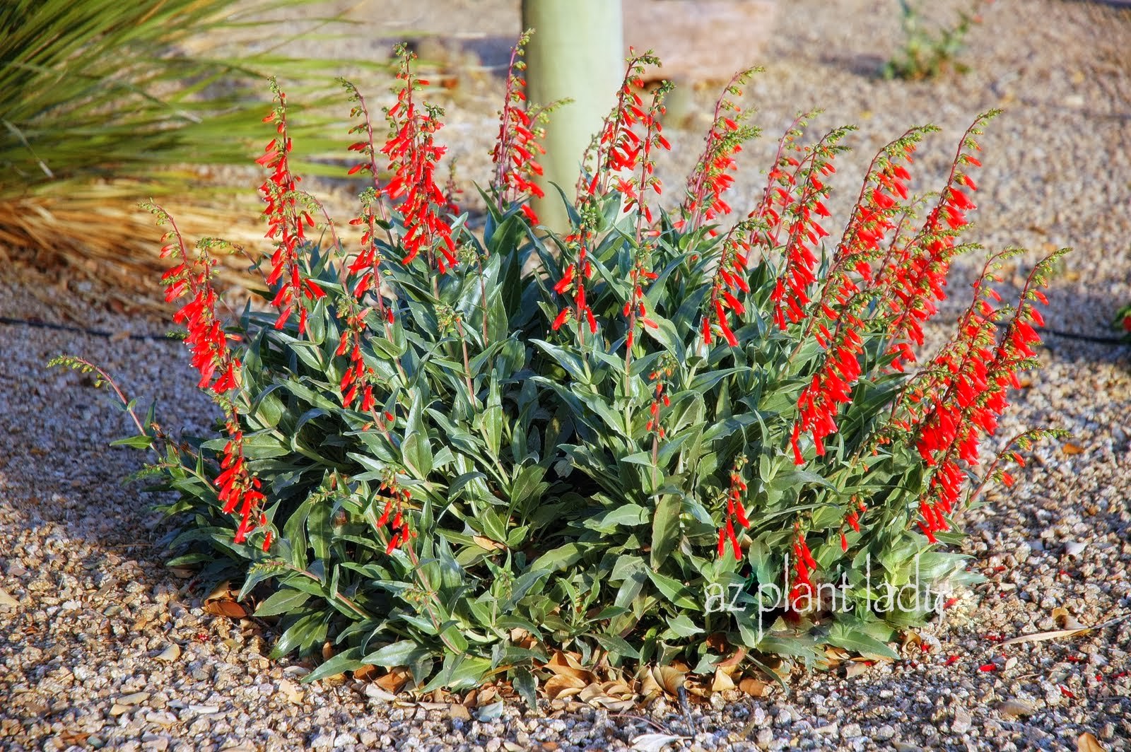 AZ Plant Lady's October Garden To-Do List... - Ramblings from a Desert ...