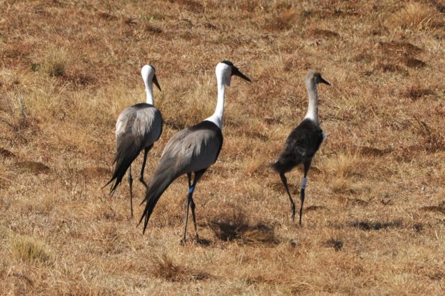 Watching the Sun Bake: Three Species of African Cranes