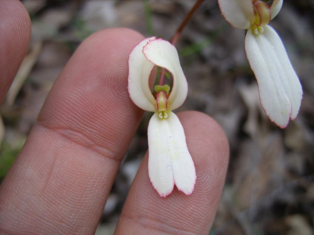 PhyloBotanist: Botany picture(s) #229: Stylidium from Western Australia