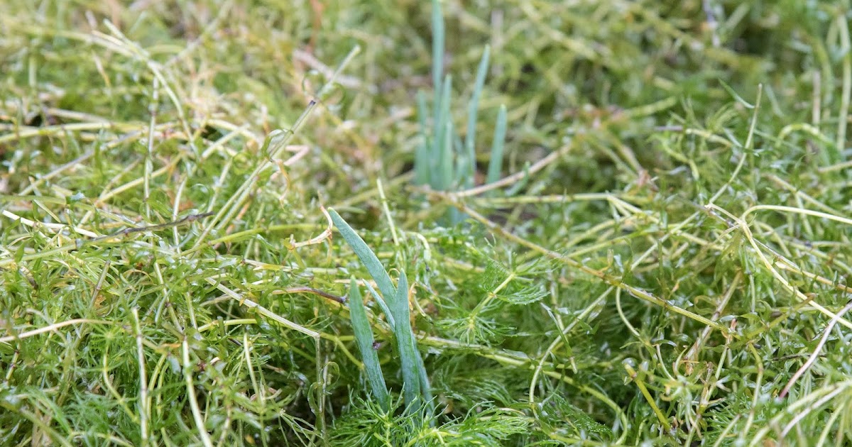 Växthusliv: Täckodling med vattenpest