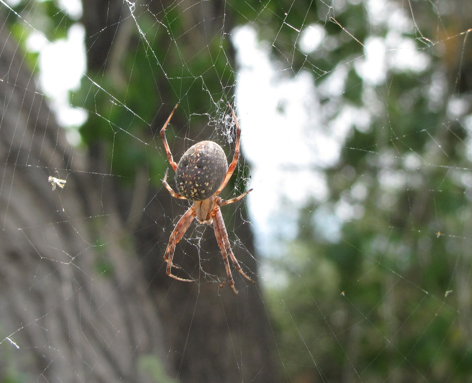 Bug Eric Spider Sunday Western Spotted Orbweaver