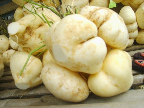 BENGKOANG - WISATA KABUPATEN KEBUMEN