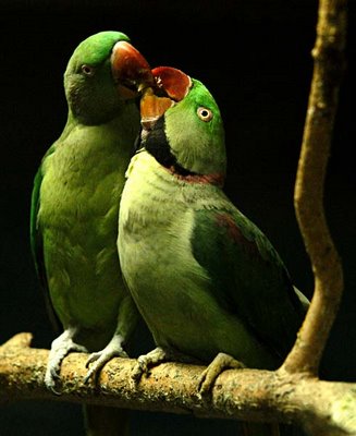 Exotic Birds: Totul despre Micul Alexander