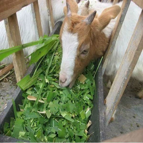 professional pellet mill,feed hammer mill crusher: animal forage ...