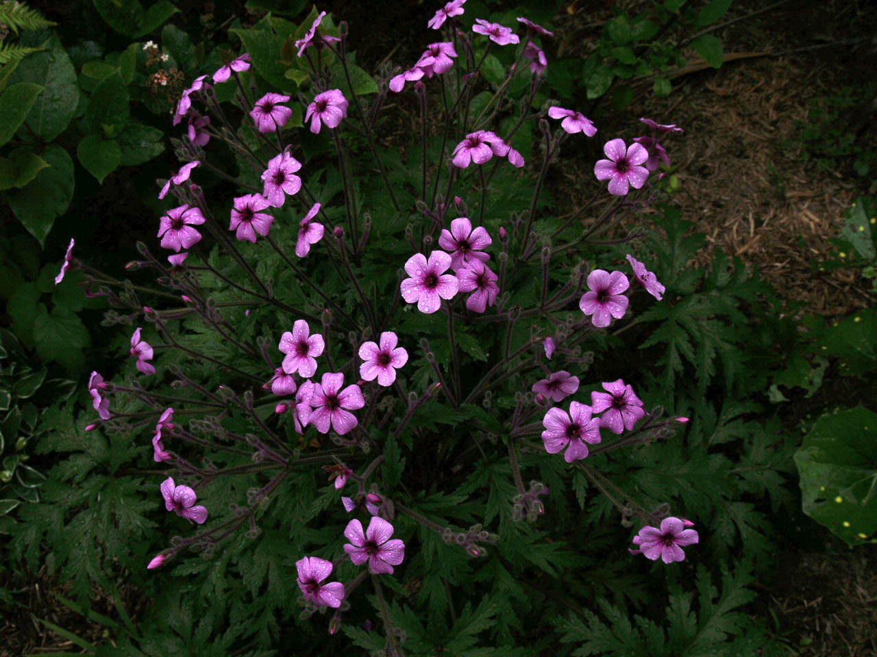 Florez Nursery: Geranium maderense