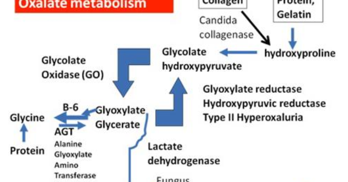 Healing Within With Dr. Ezzy: WHAT TO KNOW ABOUT OXALATE ACIDS