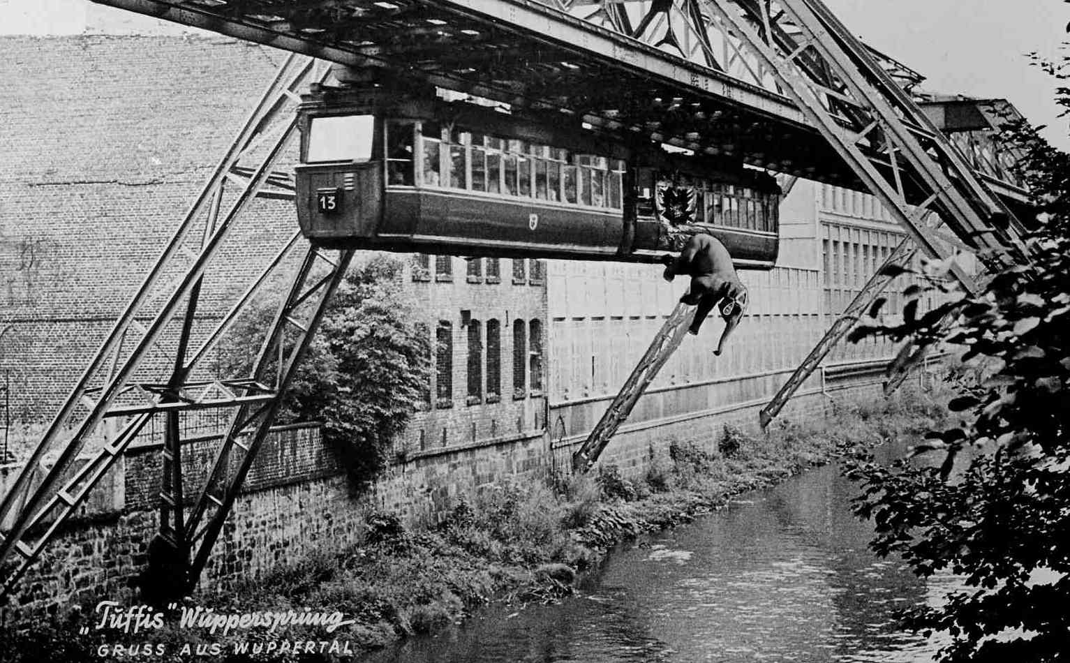 Momentos del Pasado: Tuffi, el elefante que saltó desde un monorraíl en ...
