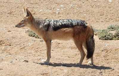 Jakal ~ Animals Images