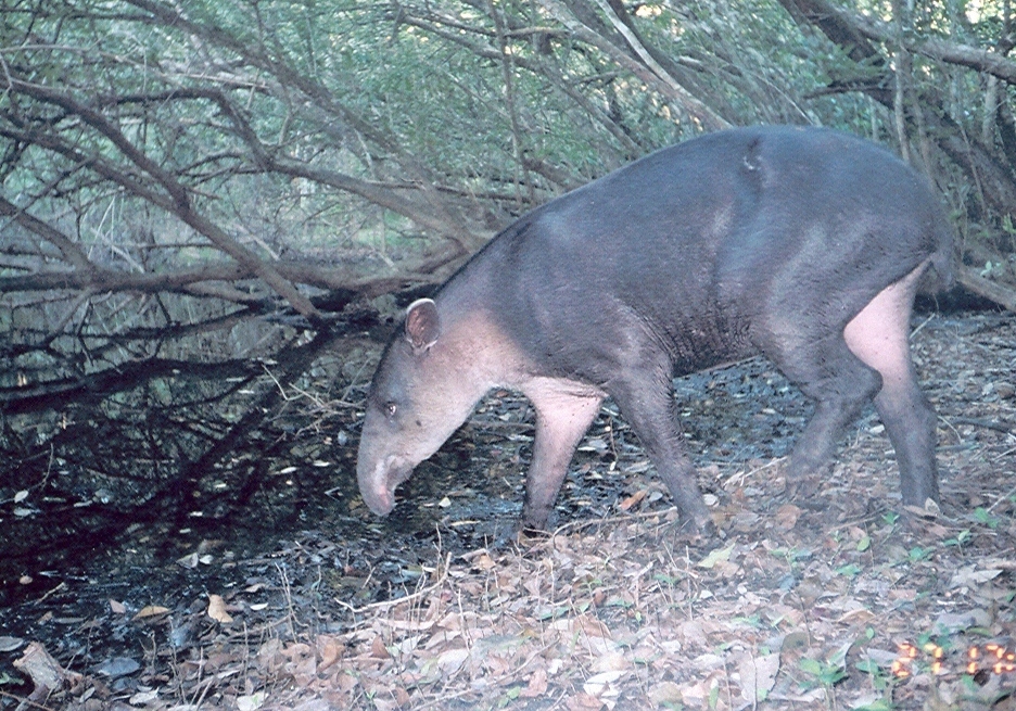 ECOAVENTURAS Y VIAJES: FAUNA. EL TAPIR CENTROAMERICANO