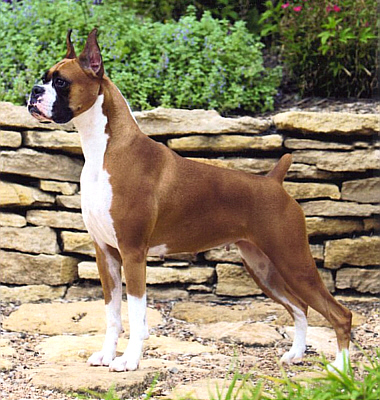 DOG SHOW POOP: BOXER BACK2BACK BIS