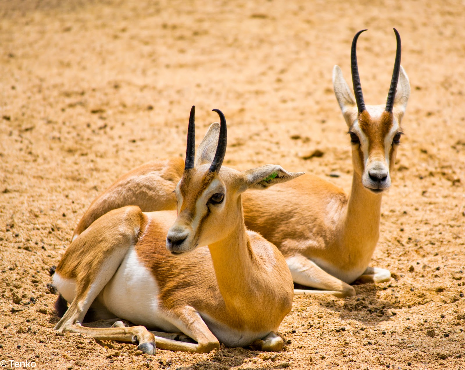 PhotoTenko: Antilopes. Zoo de Barcelona