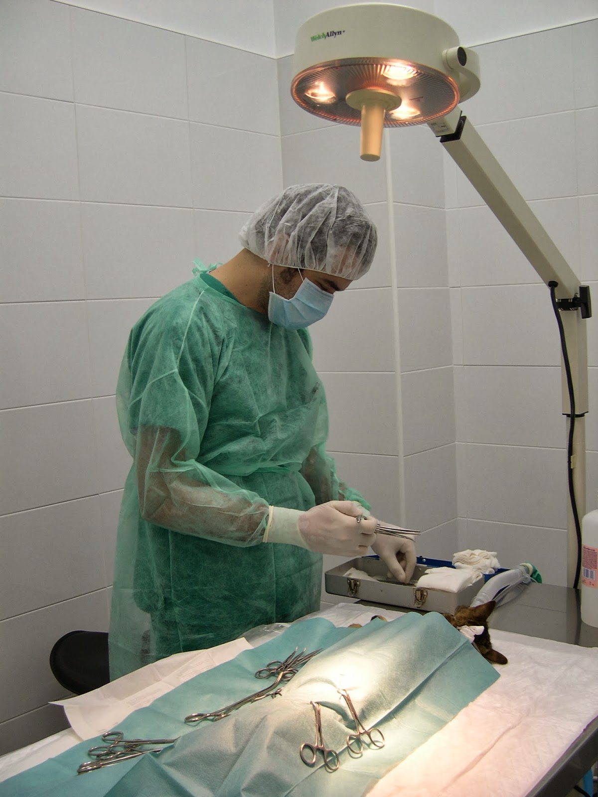 Clinica Veterinaria Burjassot 961131539 - Centro Veterinario Bitxos ...